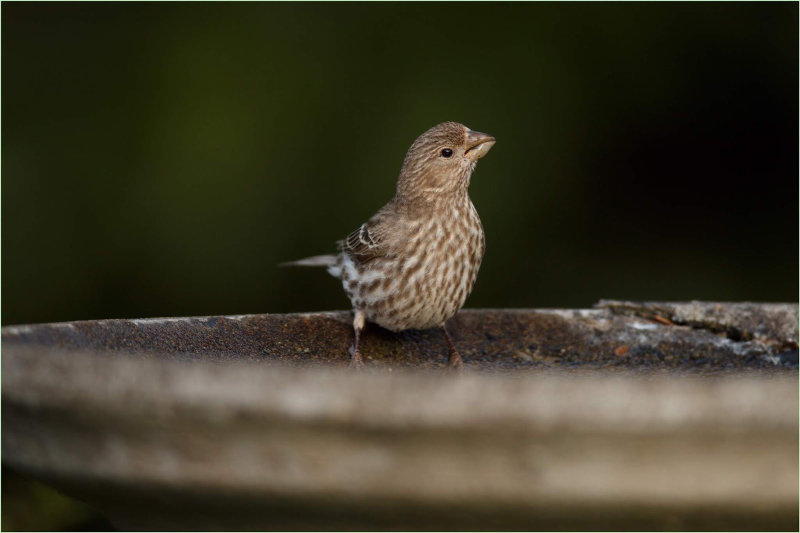 House Finches