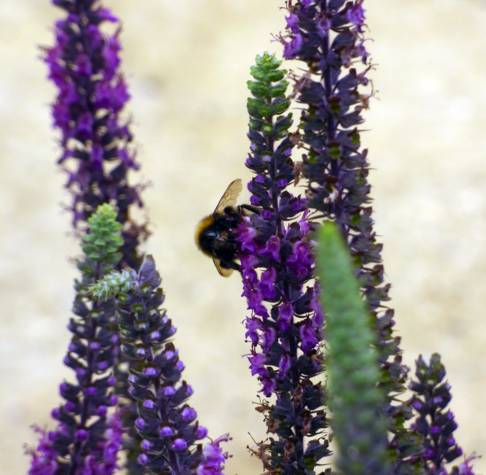 Hove Daily Photo: Busy bee
