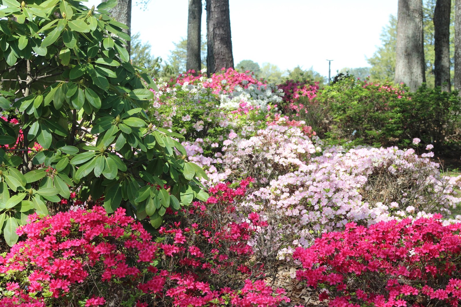 Nature and Gardening: An Amazing Collection of Azaleas