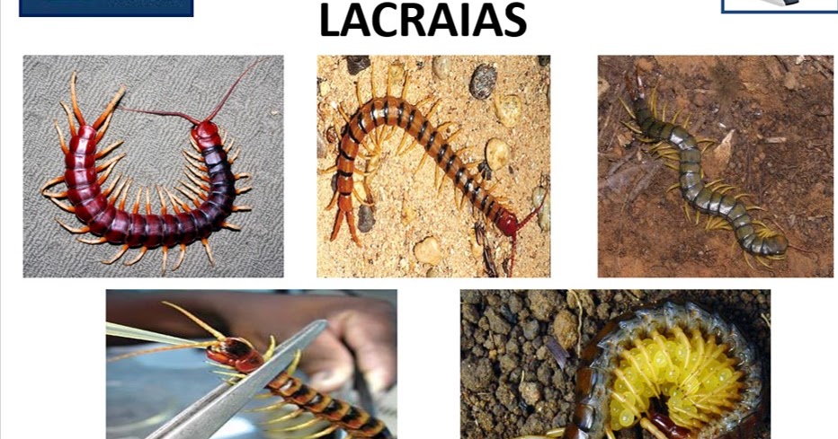 Jaime AVS: Risco Biológico - Lacraia ou Centopeia