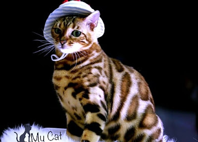 Bengali cats and kittens information you must know before purchasing it