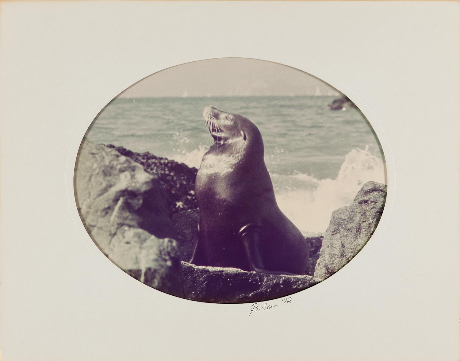 The Photographs I Find: Chromogenic Print Fading at Seal Rocks
