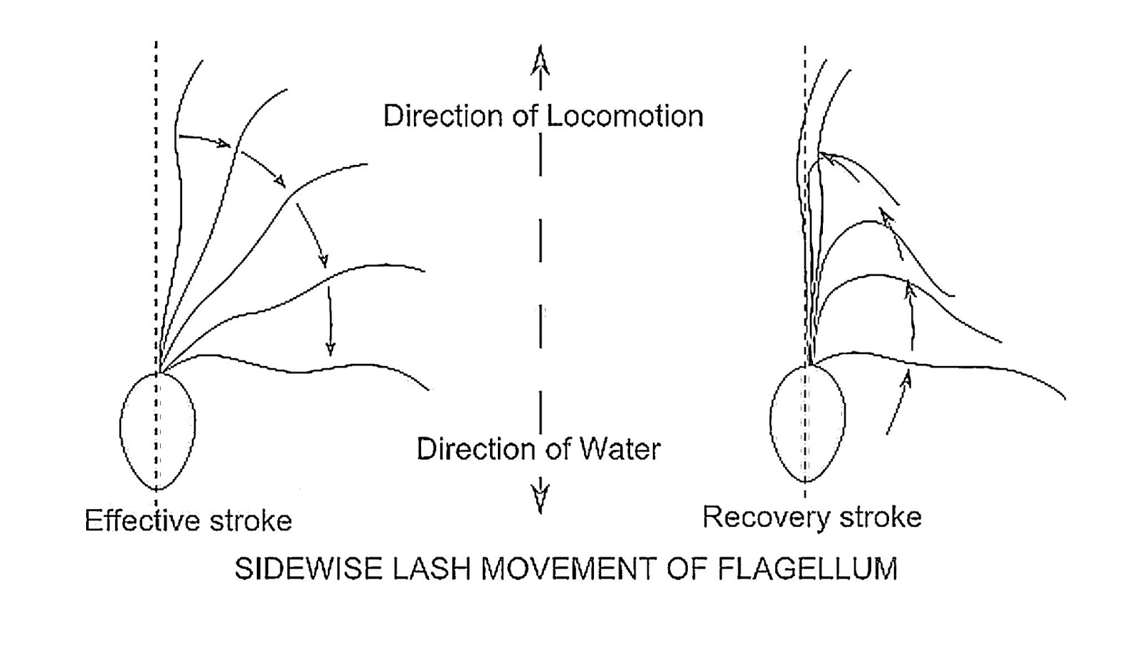 Animal Diversity- I Paper - I B. Sc.- I Zoology