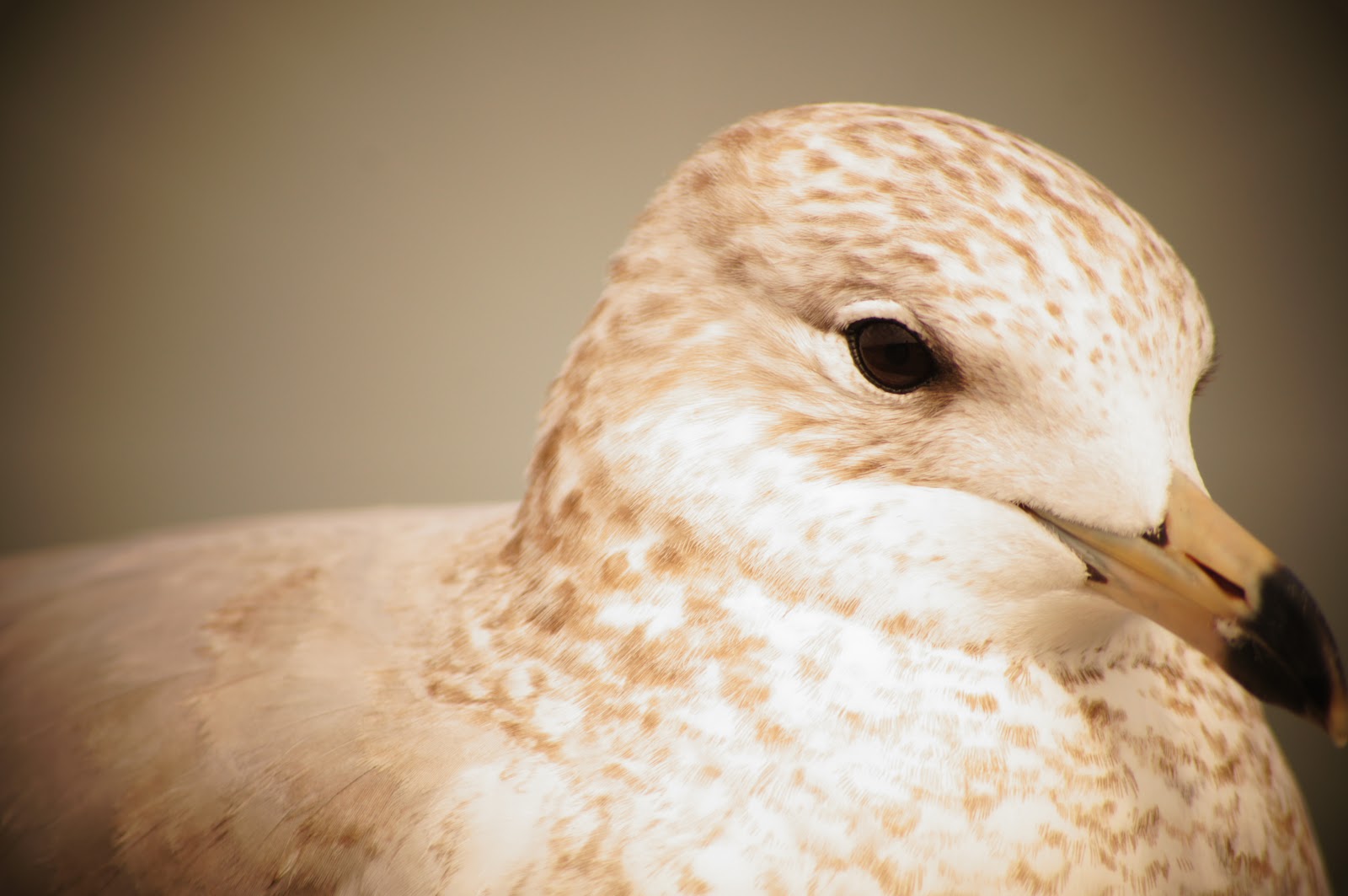 17 high resolution birds free pictures for blogs and commercial use