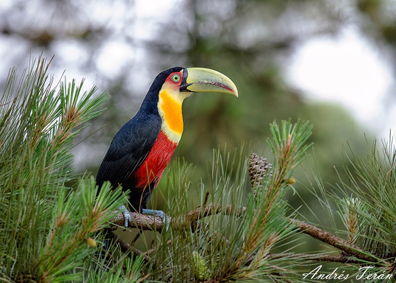 Aves de Argentina: Tucán Pico Verde (Ramphastos dicolorus)
