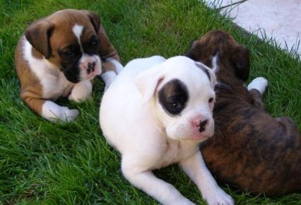 Perros boxer bebés - Imagui