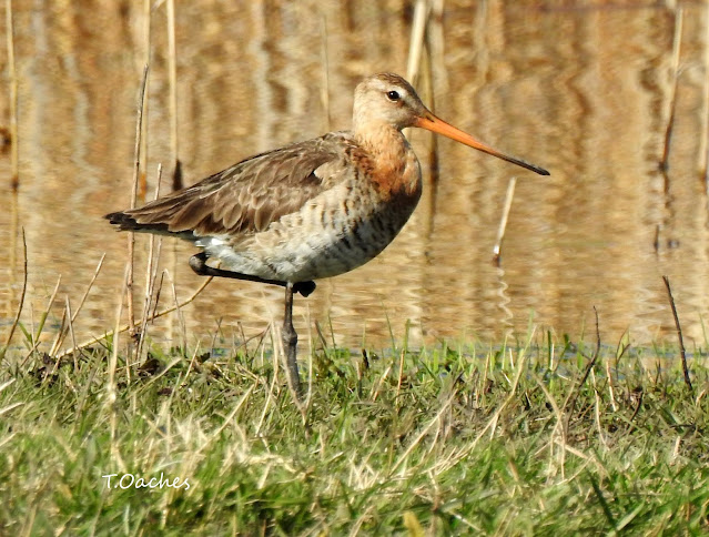 PASARI DIN ROMANIA: SITAR DE MAL, Limosa limosa