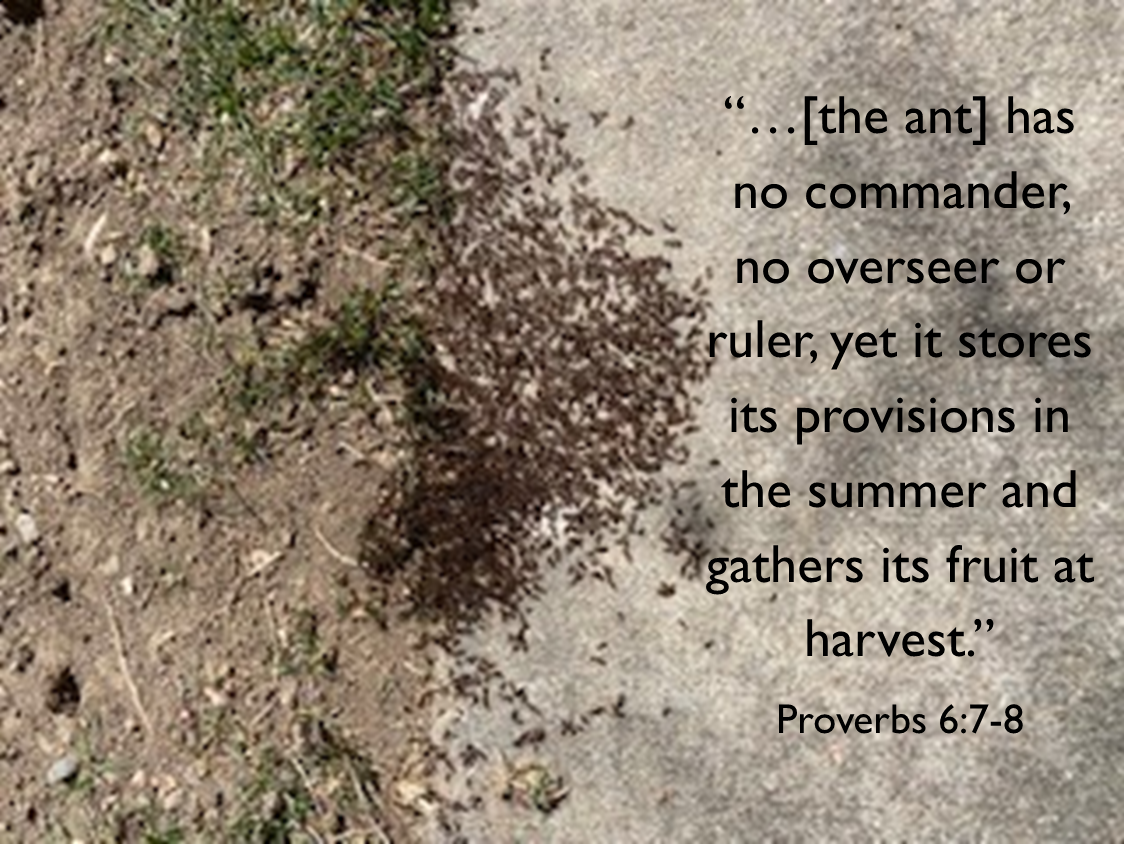As Penned by Solomon | Wisdom of Ants