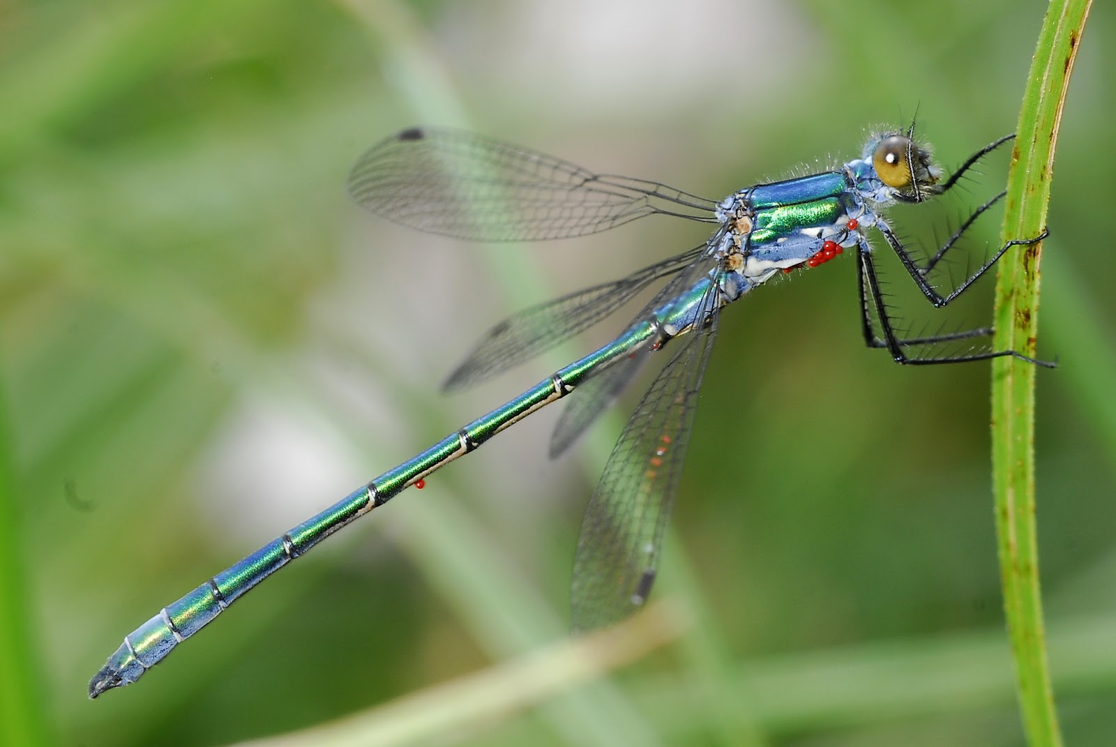 WildWatching Spain: La primavera en macro 1ª parte. Insectos