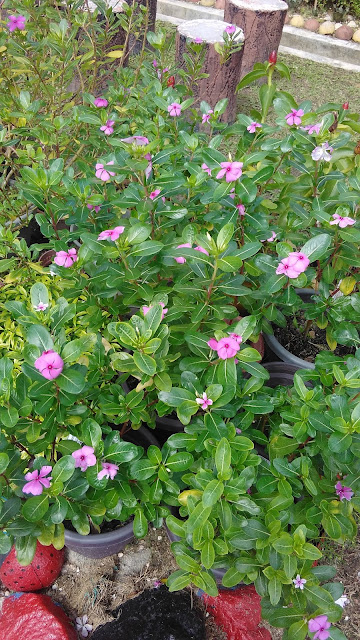 Bunga kemunting cina (Vinca)