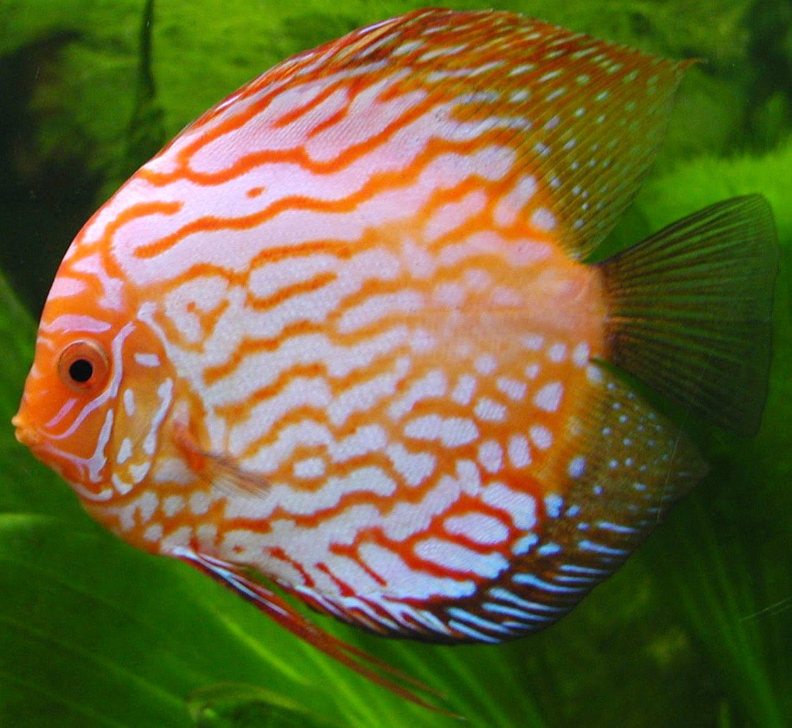 Top 15 Most Beautiful Fishes ~ Explore Amazing World Top 15 Most Beautiful Fishes ~ Explore Amazing World