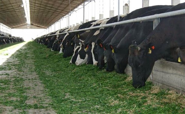 ¿Que es estabulación? | El Montecito