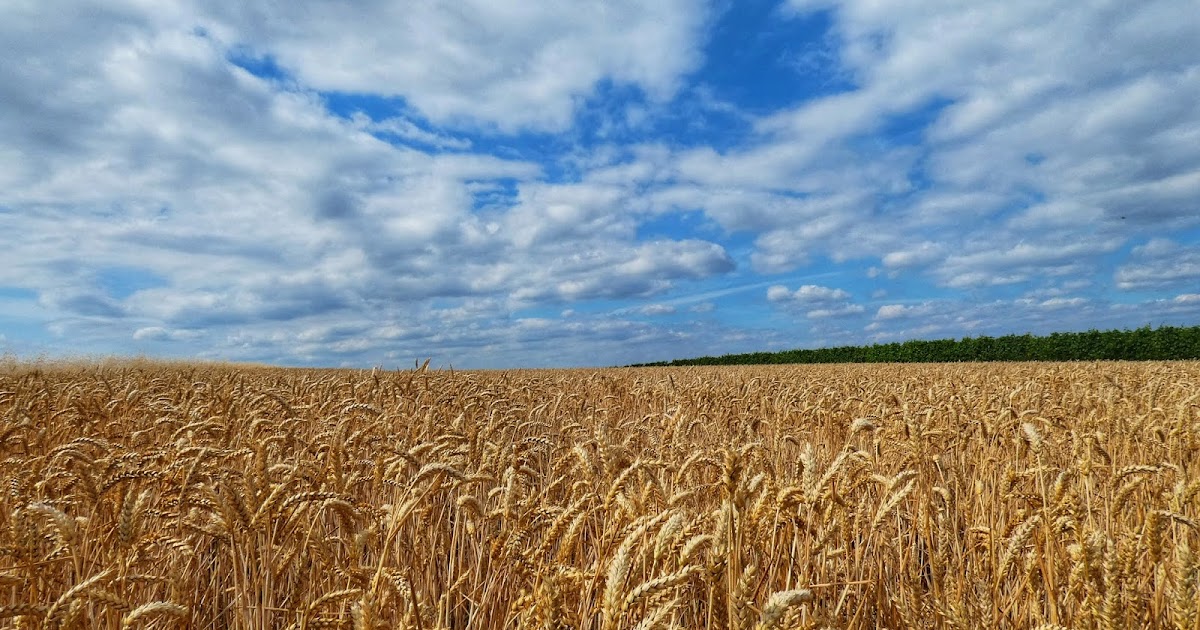 die Ernte einfahren ...