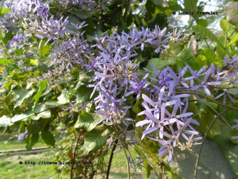 Neel Moni Lota Ful(নীলমণি লতা ফুল) - Petrea volubilis