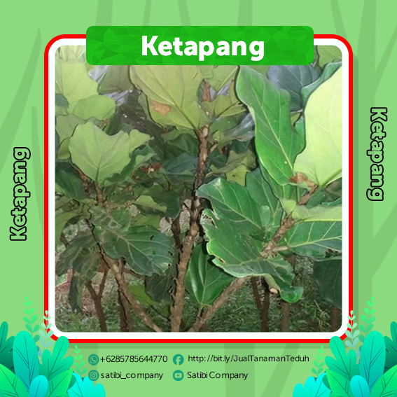 Pohon Ketapang,Berkhasiat dan Banyak Manfaat | 085785644770