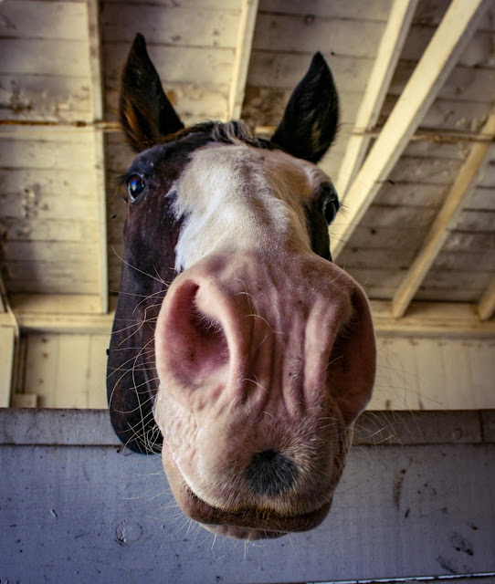 Traverse Photography.Christine Nicole: Stepp Stables, Camp Pendleton CA
