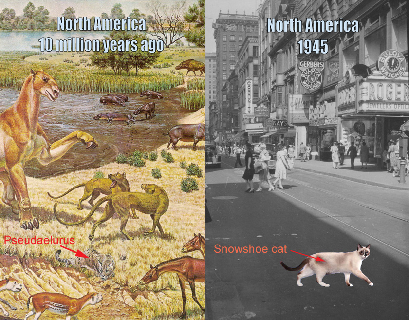 Are domestic cats related to lions and tigers?