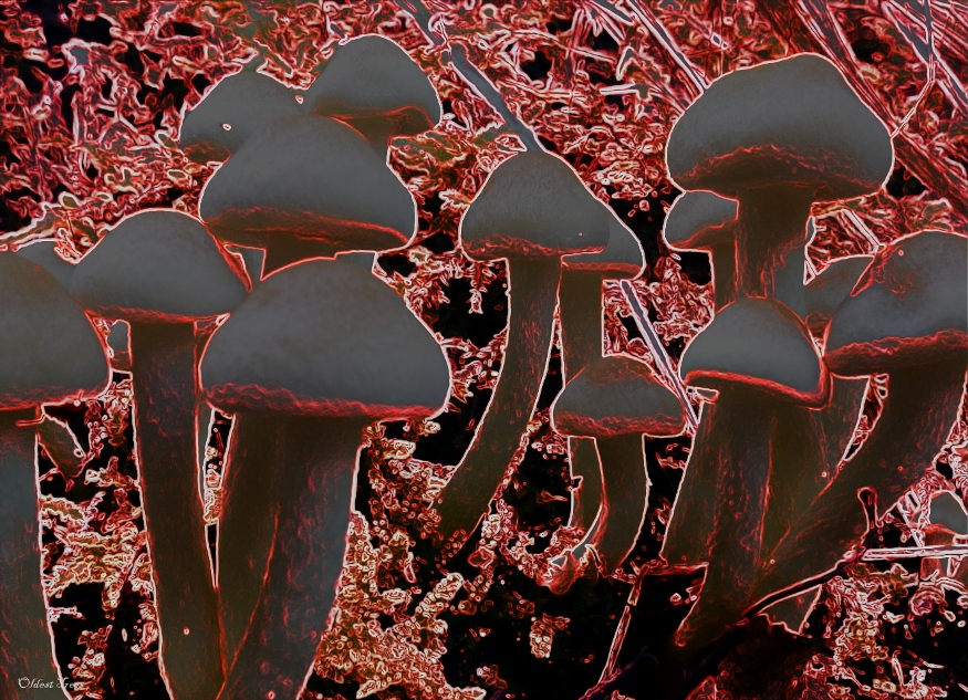 Z cyklu Mykofilie / from the Mycophilia series: Łuszczak zmienny ...