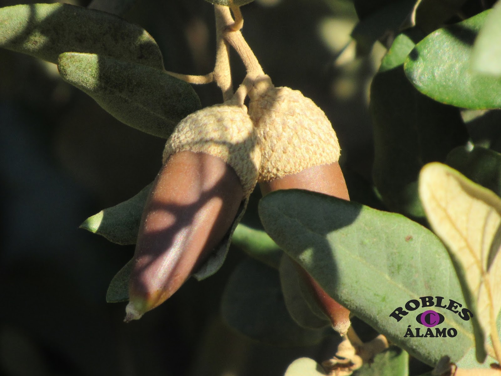 Silencio verde, la vida...: Quercus ilex subsp. ballota [=Quercus ...