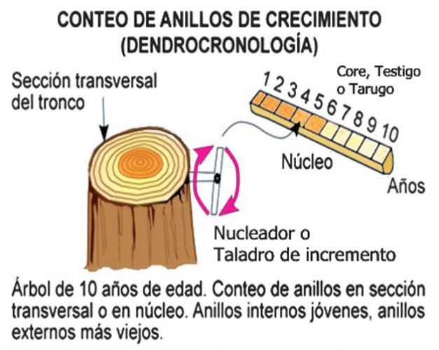 ¿Qué es la Dendrocronología?