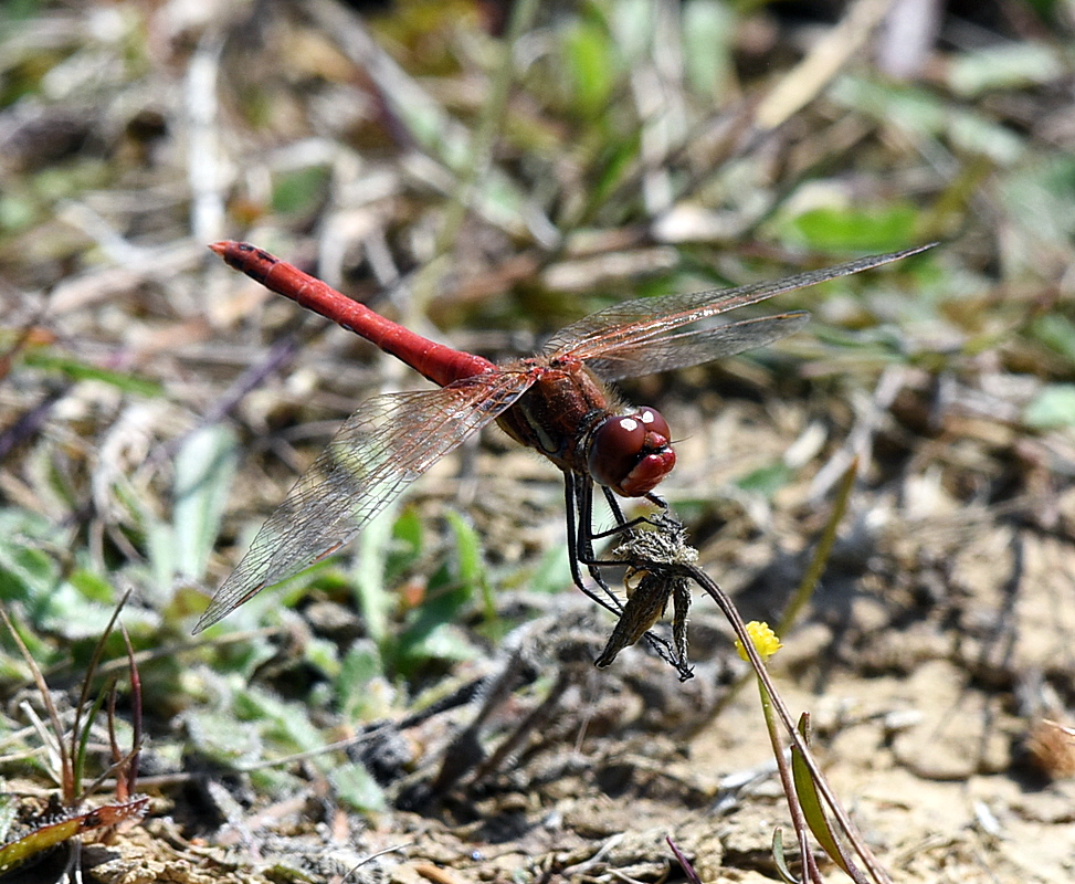 JRandSue: RED-VEINED DARTER AT WINDMILL FARM.