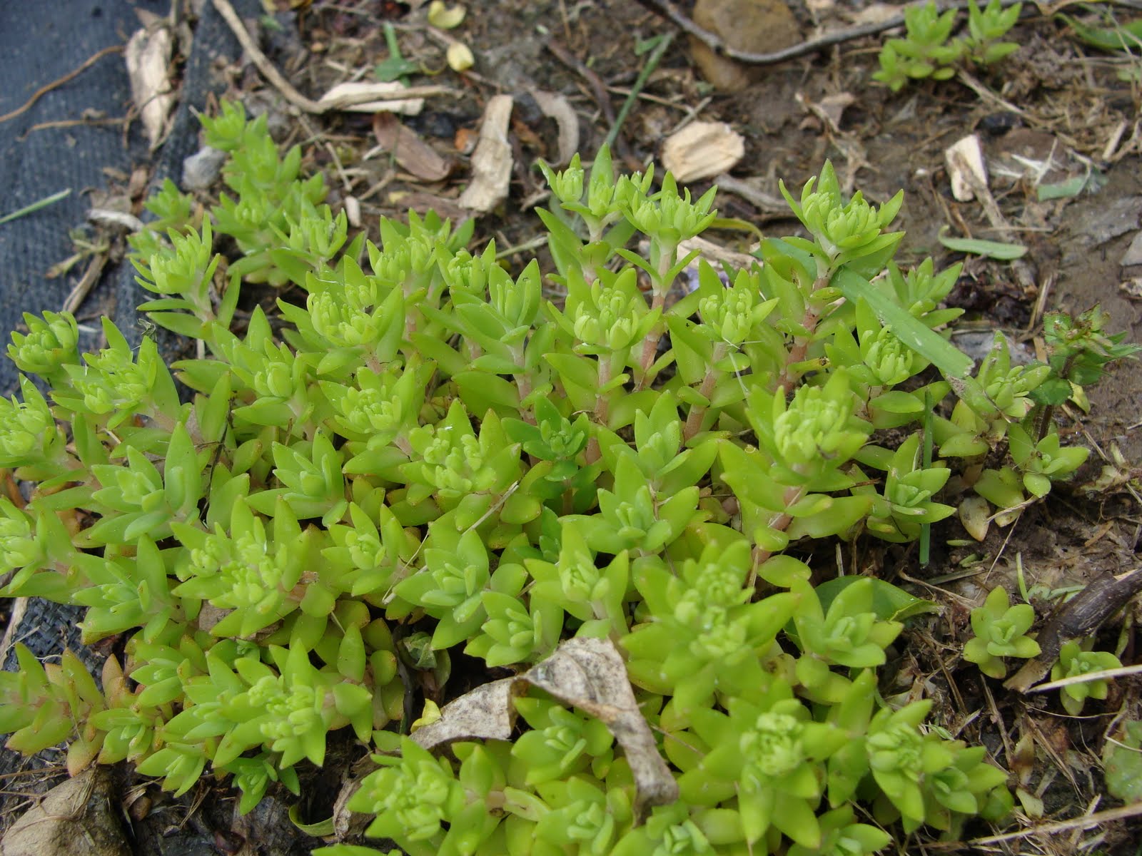 Steve's garden: Sedum succulent garden hardy succulents