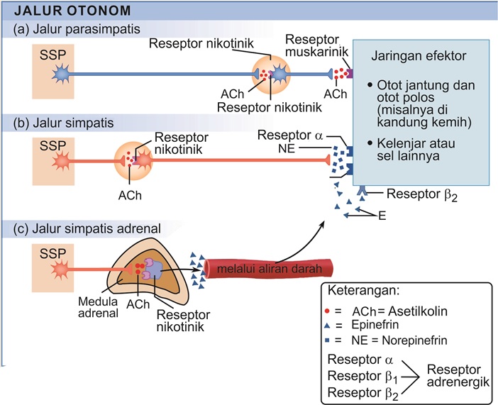 Reseptor Kolinergik dan Reseptor Adrenergik - KURIKULUM 2013