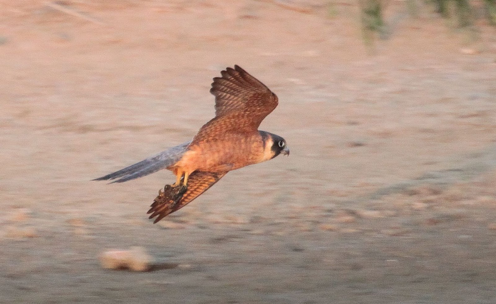 Richard Waring's Birds of Australia: Finke Stories - Australian Hobby