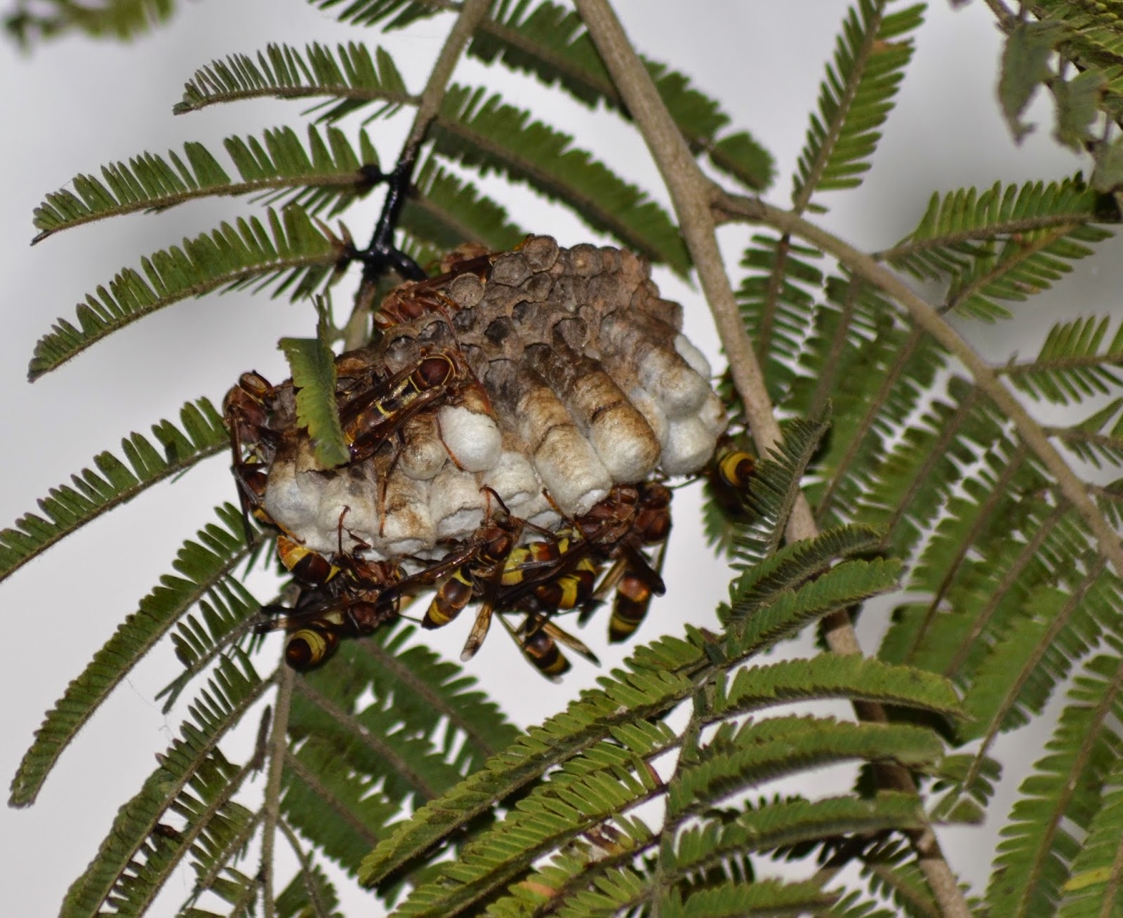 WWF-MSO: Glory of Allapalli, Hemalkasa - Gadchiroli