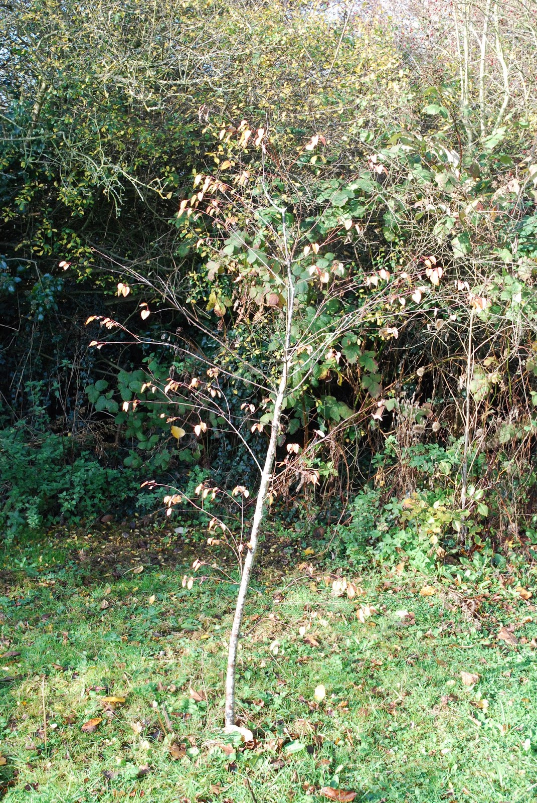 Candy Floss Tree at Minh Boser blog
