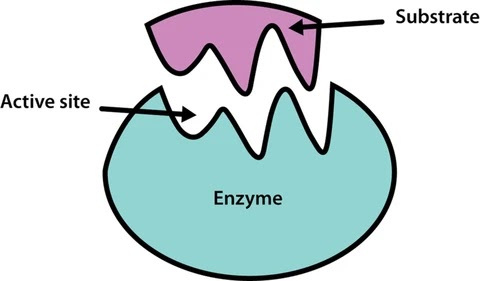 Enzymes