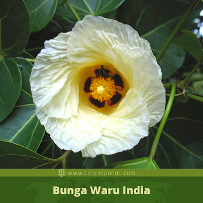 Ciri Ciri Pohon Waru India (Thespesia populnea) Di Alam Liar ...