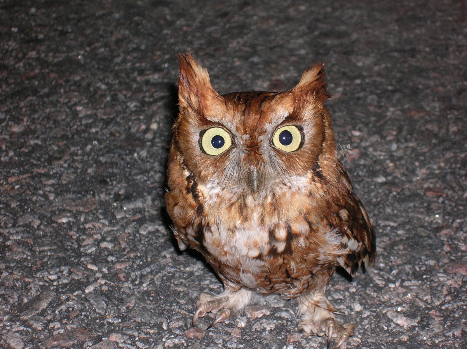 The Belted Cowbird: Owl Season