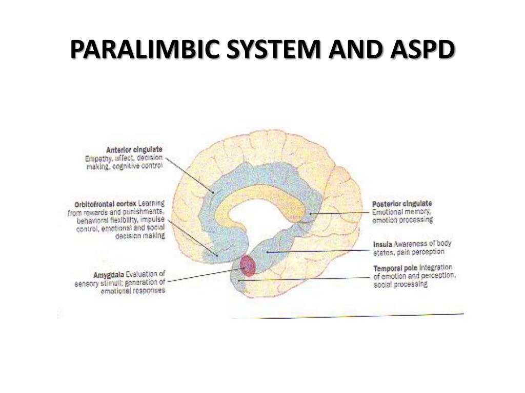 Darwinian Conservatism by Larry Arnhart: The Neural Correlates of First ...