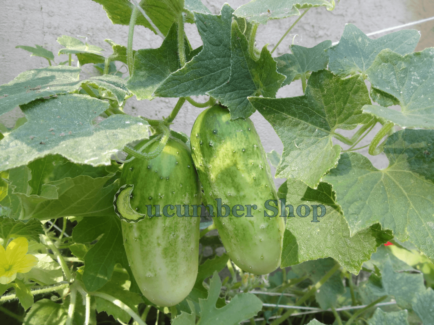 The Scientific Gardener: Cucumber Shop