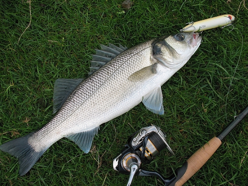 Dutch seabass: Nieuwe Lucky Craft Gunfish 135 ....