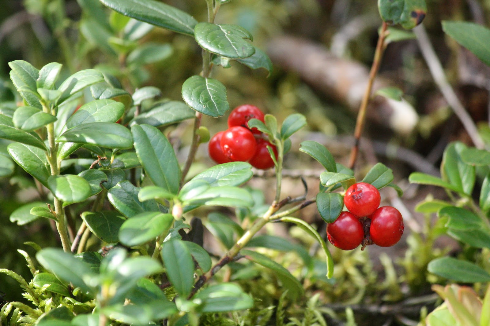 Blomsterdager: Tyttebær