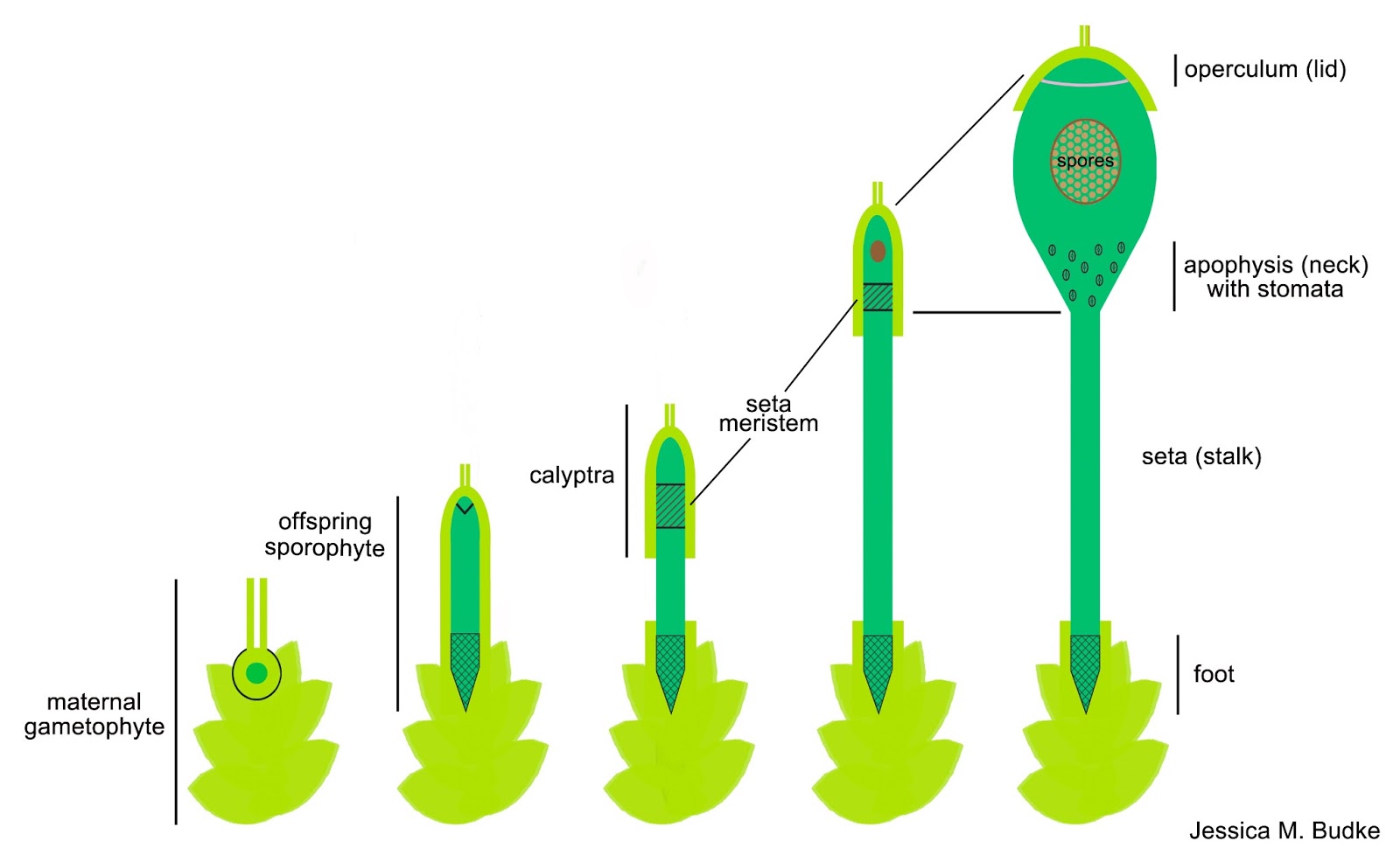 Moss Plants and More: 2013