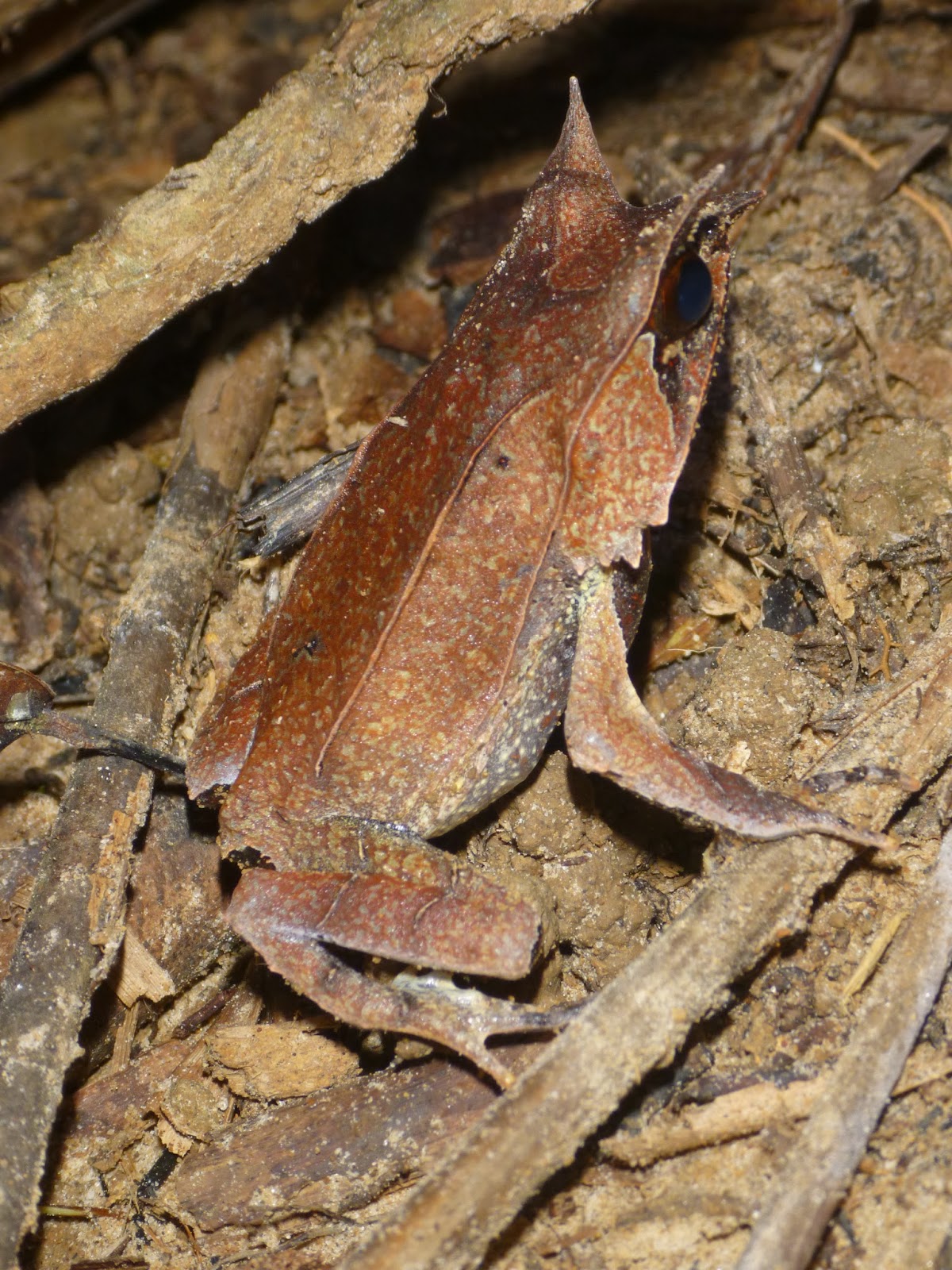 Los cuadernos de Calpurnia: Anfibios del bosque tropical malayo