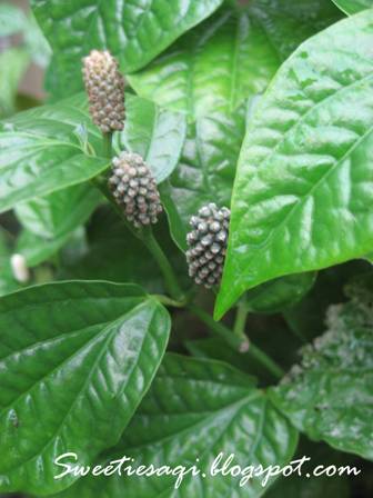 SweetieSaQi: Daun Kadok.........hijaun berkilat