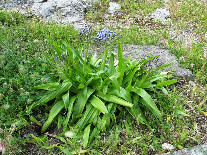 Plantas y plantitas: planta ruderal