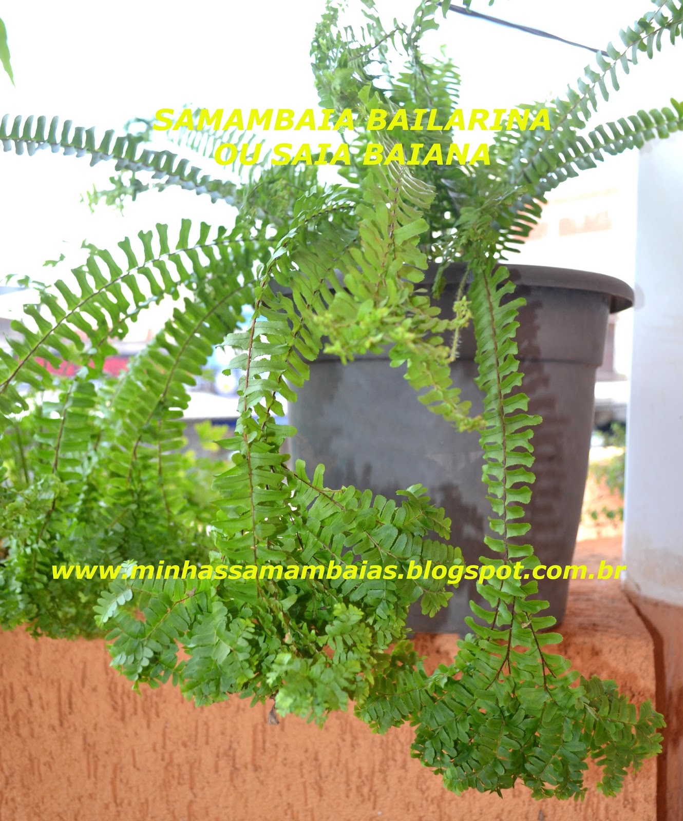 Minhas Samambaias: Samamabaia Bailarina ou Saia Baiana