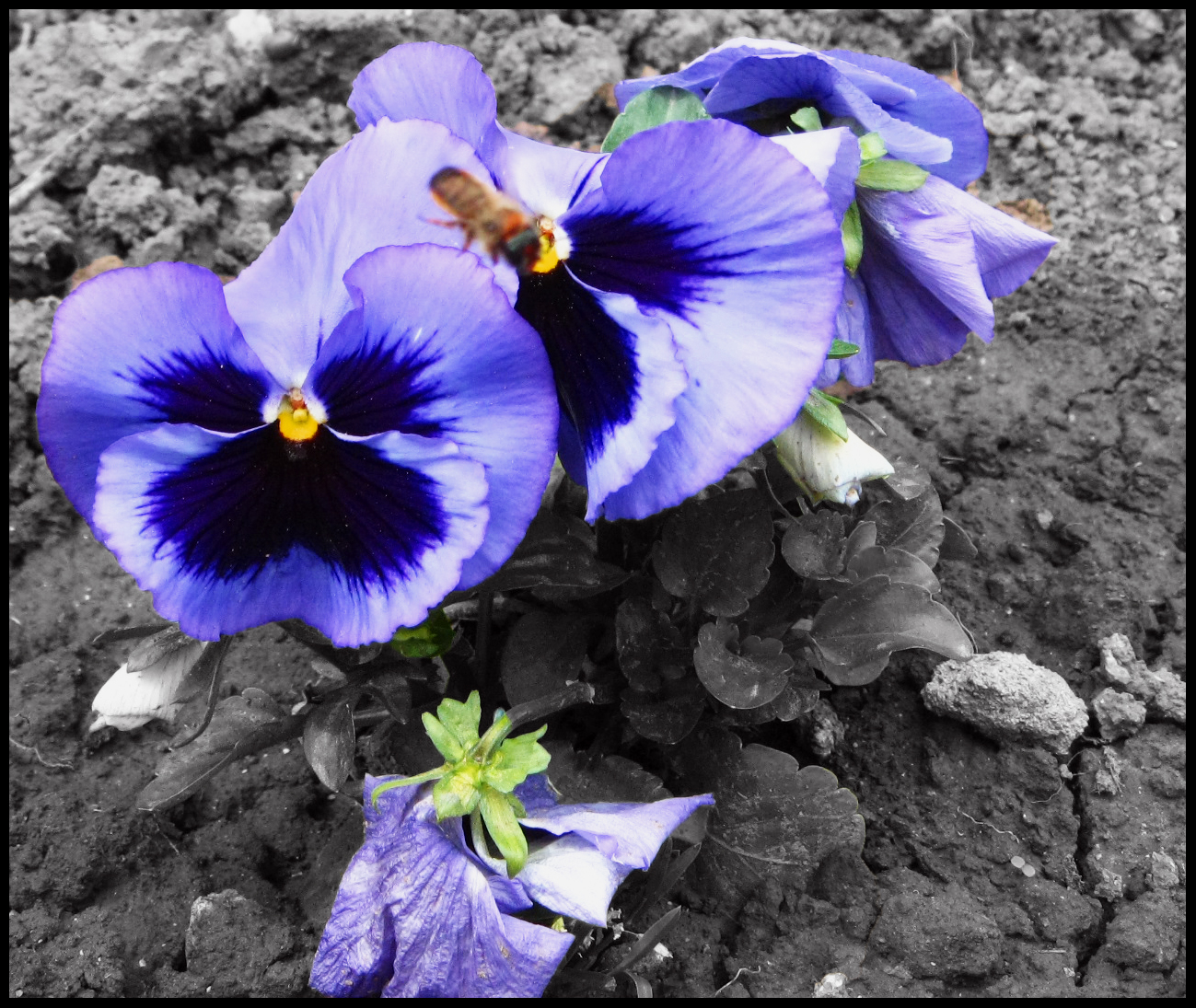 Still Dreams: Panselute