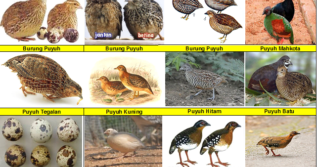 SALWA ITU TERNYATA BURUNG PUYUH