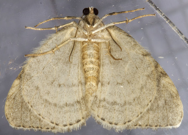 November Moth | Naturally