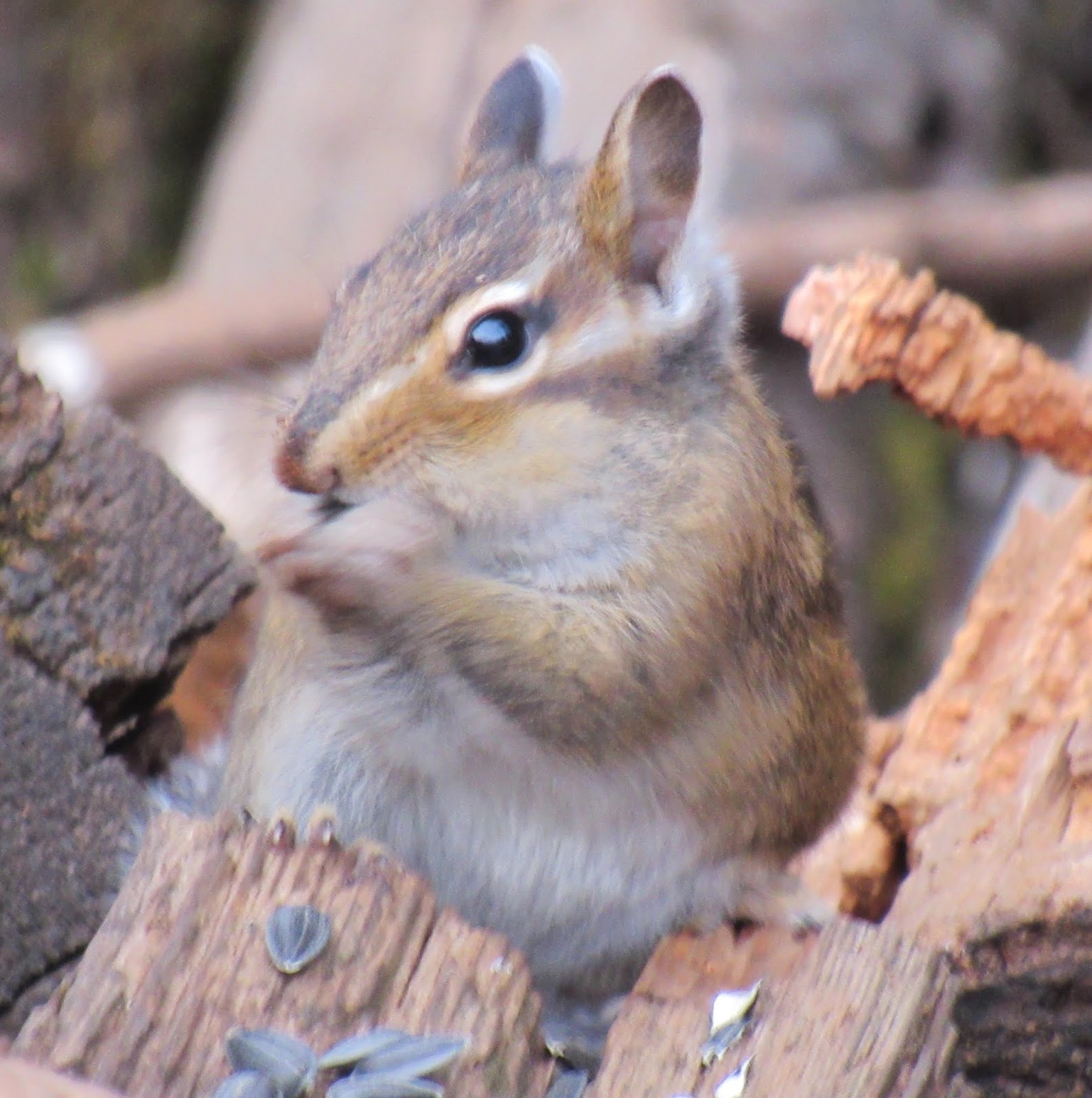 Garden Grumbles and Cross Stitch Fumbles: Saturday is Chipmunk Day