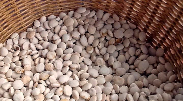 Animales y Plantas de Perú: Tarwi - Lupinus mutabilis