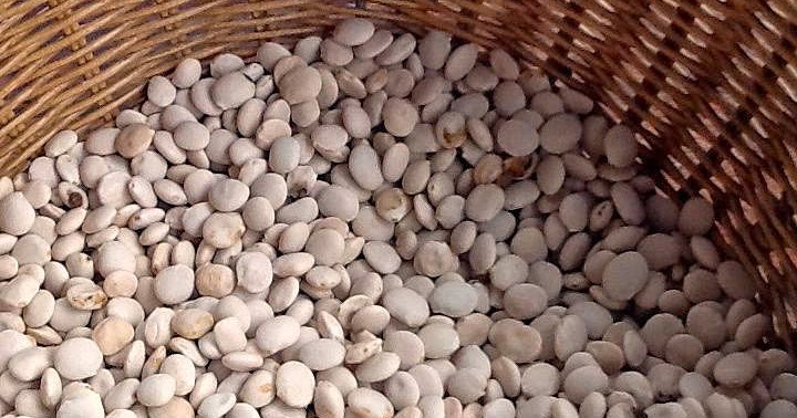 PLAAN : Tarwi - Lupinus mutabilis