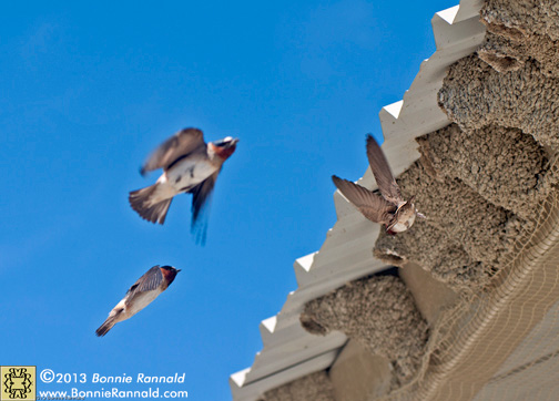 Bonnie Rannald's Photo-Explorations in focus with nature. : Cliff ...