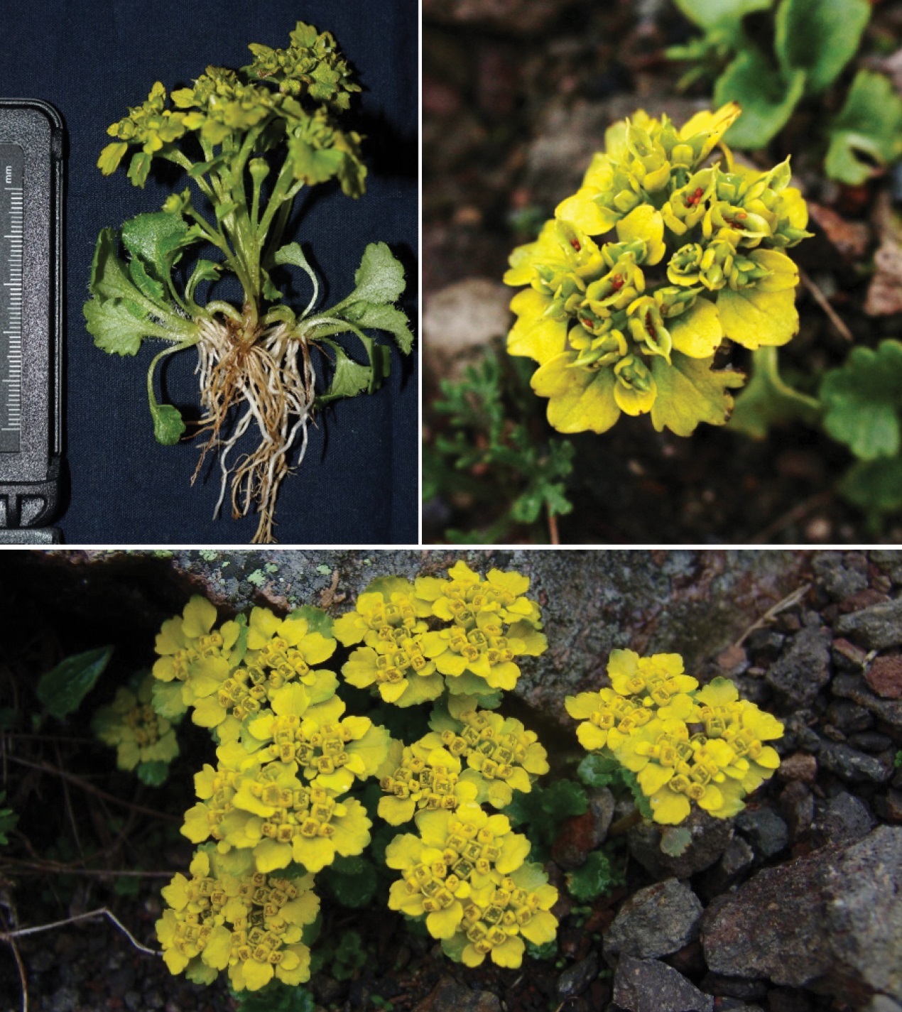 Species New to Science: [Botany • 2019] Chrysosplenium macrospermum ...